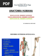 Anatomía de la Región Escapular | PDF | Articulaciones | Hombro