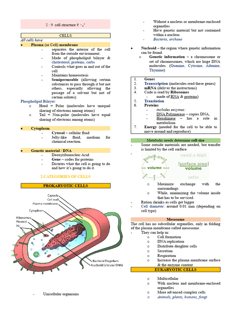 Cell Structure | PDF | Cell (Biology) | Mitosis