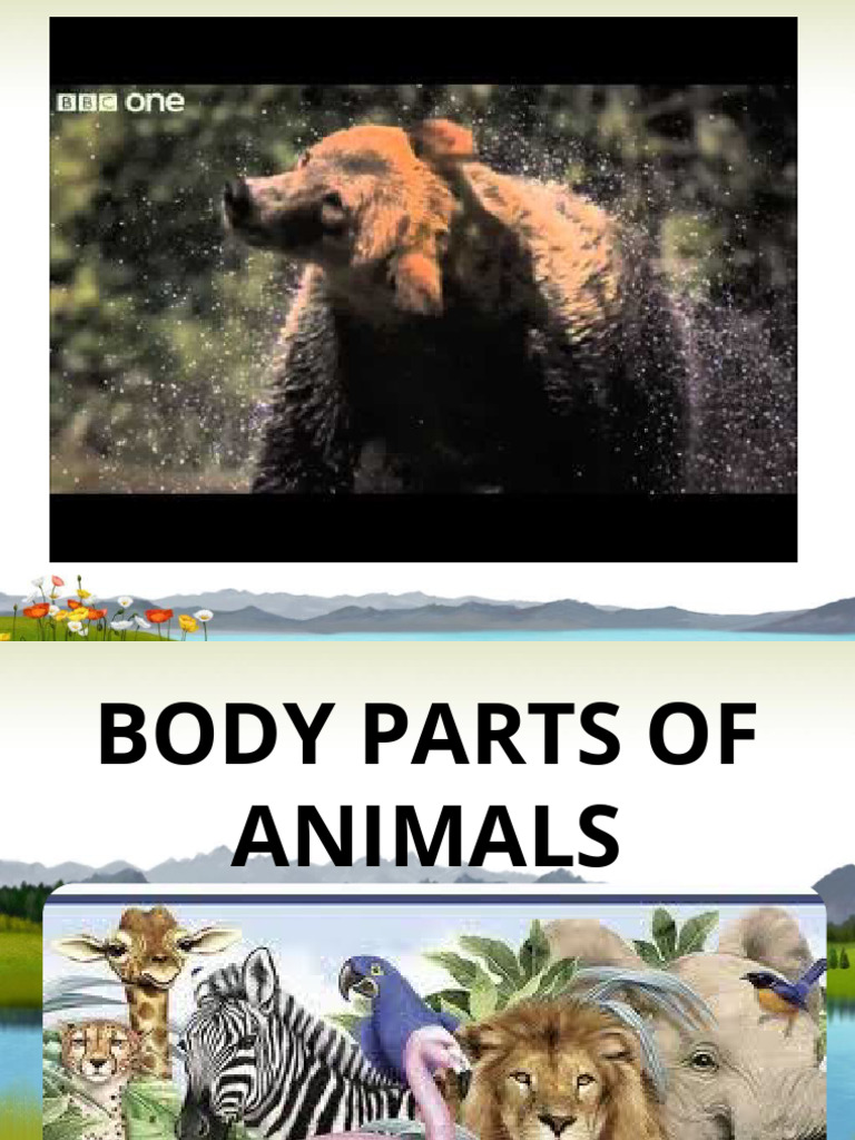 Animal Body Parts and Functions | PDF | Tooth | Tentacle