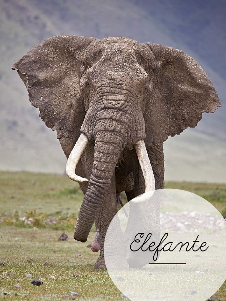 Animales Africa | PDF