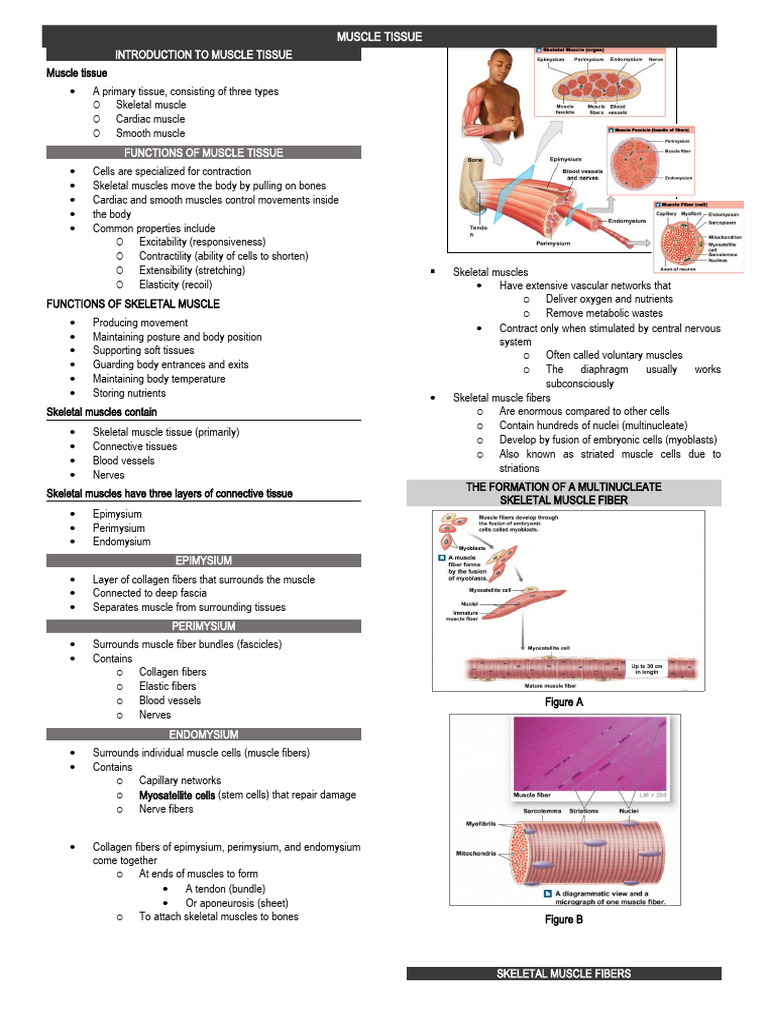 Lab Muscle Tissue Editingg | PDF | Muscle Contraction | Neuromuscular ...