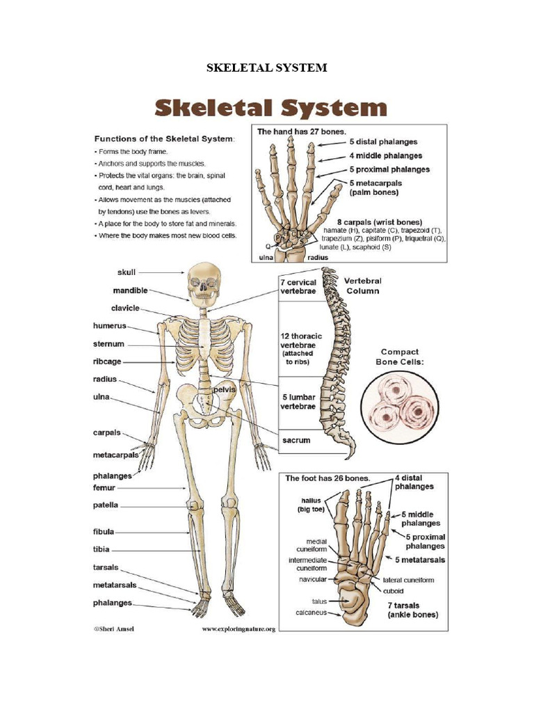Skeletal System | PDF