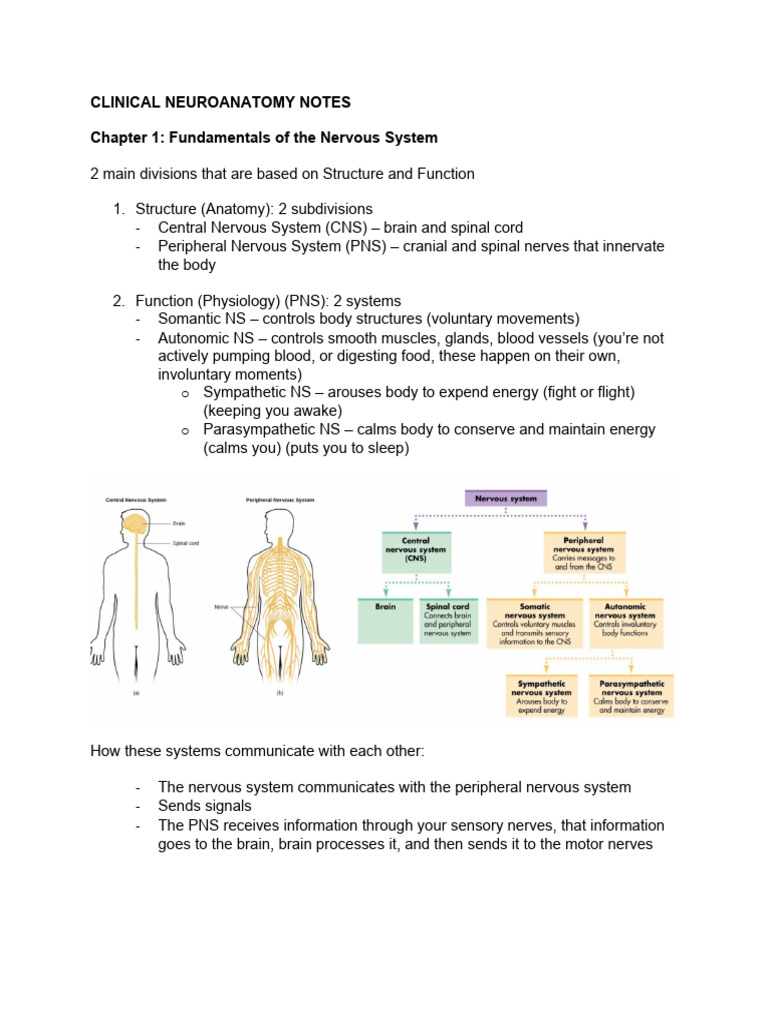 Neuroanatomy Notes | PDF | Spinal Cord | Motor Neuron