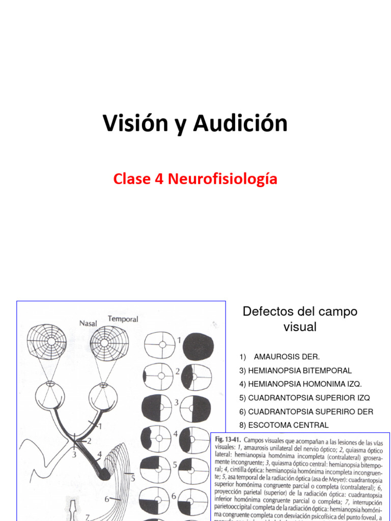 Clase 4 Vision-Clase-Neurofisiologia | PDF | Percepción visual | Retina