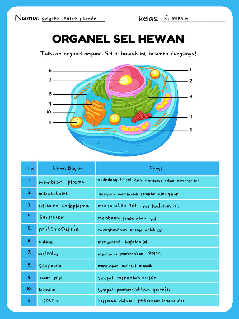 Organel Sel Hewan dan Fungsinya | PDF