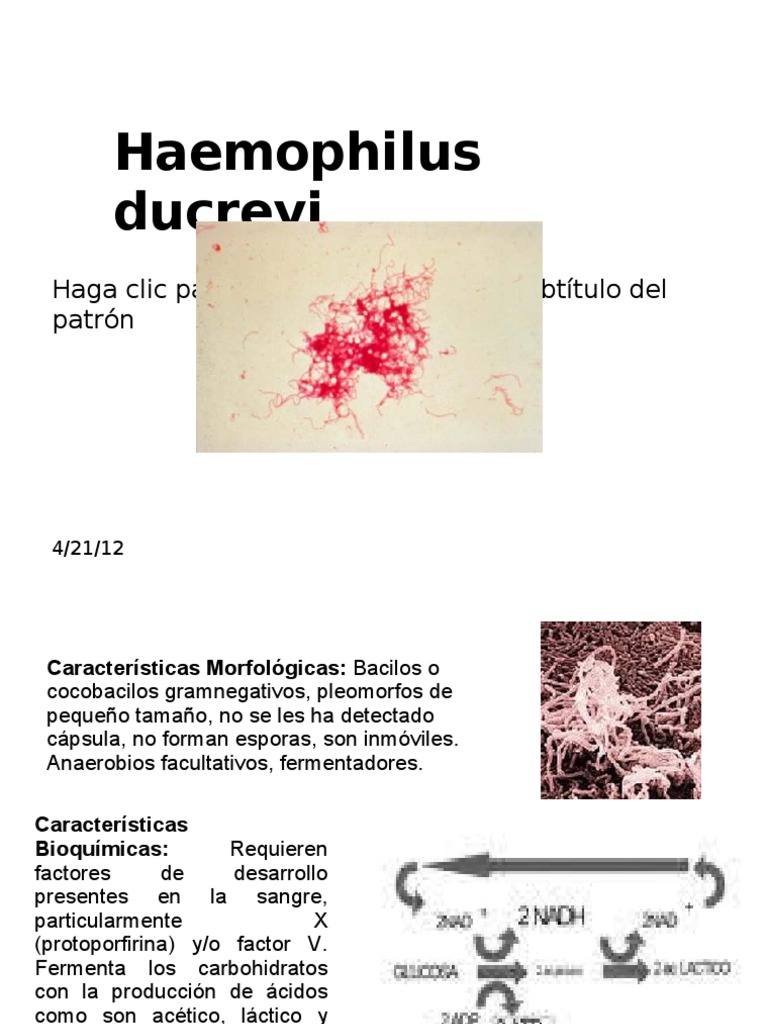 Haemophilus Ducreyi | PDF | Medicina | Microbiología