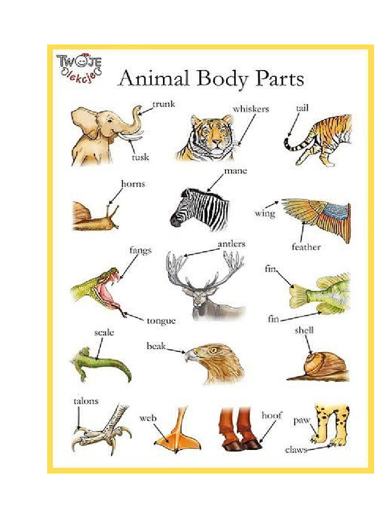 Animal Body Parts | PDF