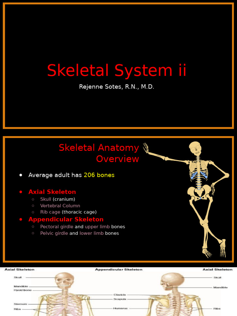 Skeletal System PT 2 | PDF | Pelvis | Anatomical Terms Of Motion