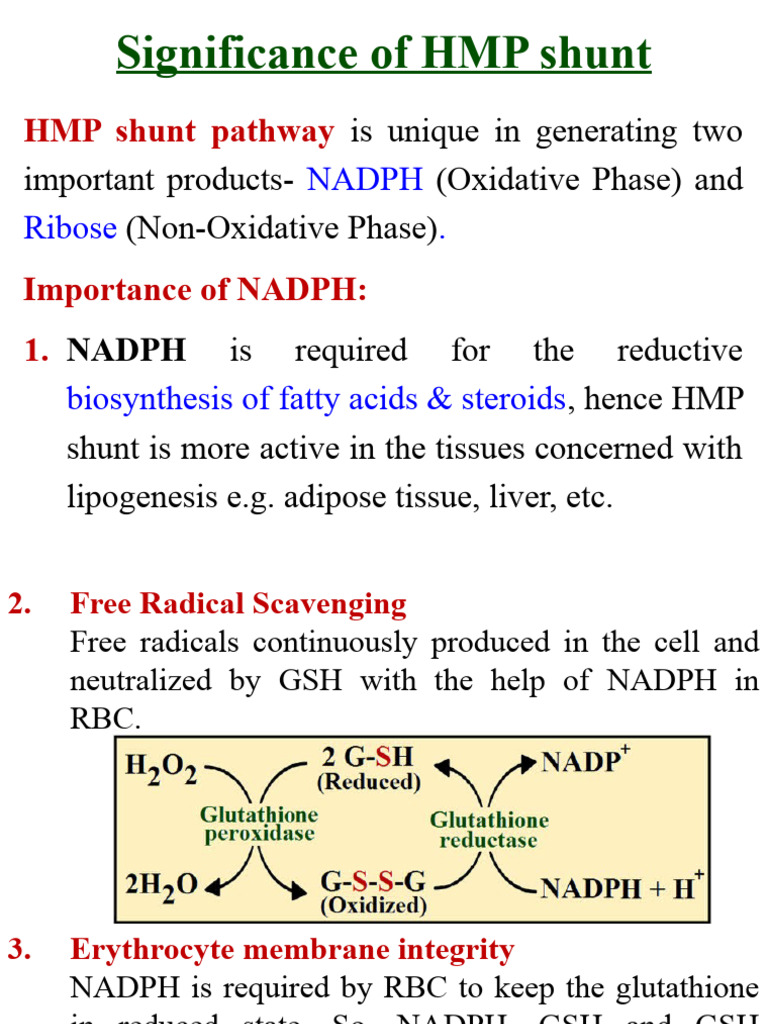 HMP Shunt MBBS Recent | PDF