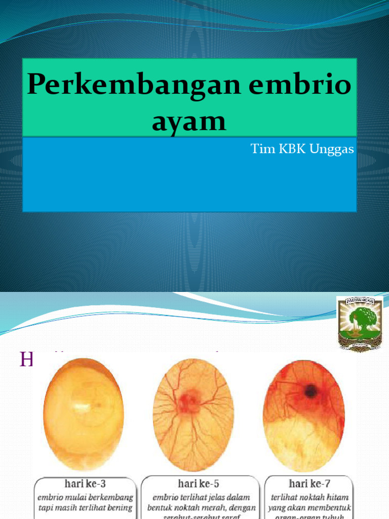 Perkembangan Embrio Ayam | PDF | Kajian Bahasa Asing