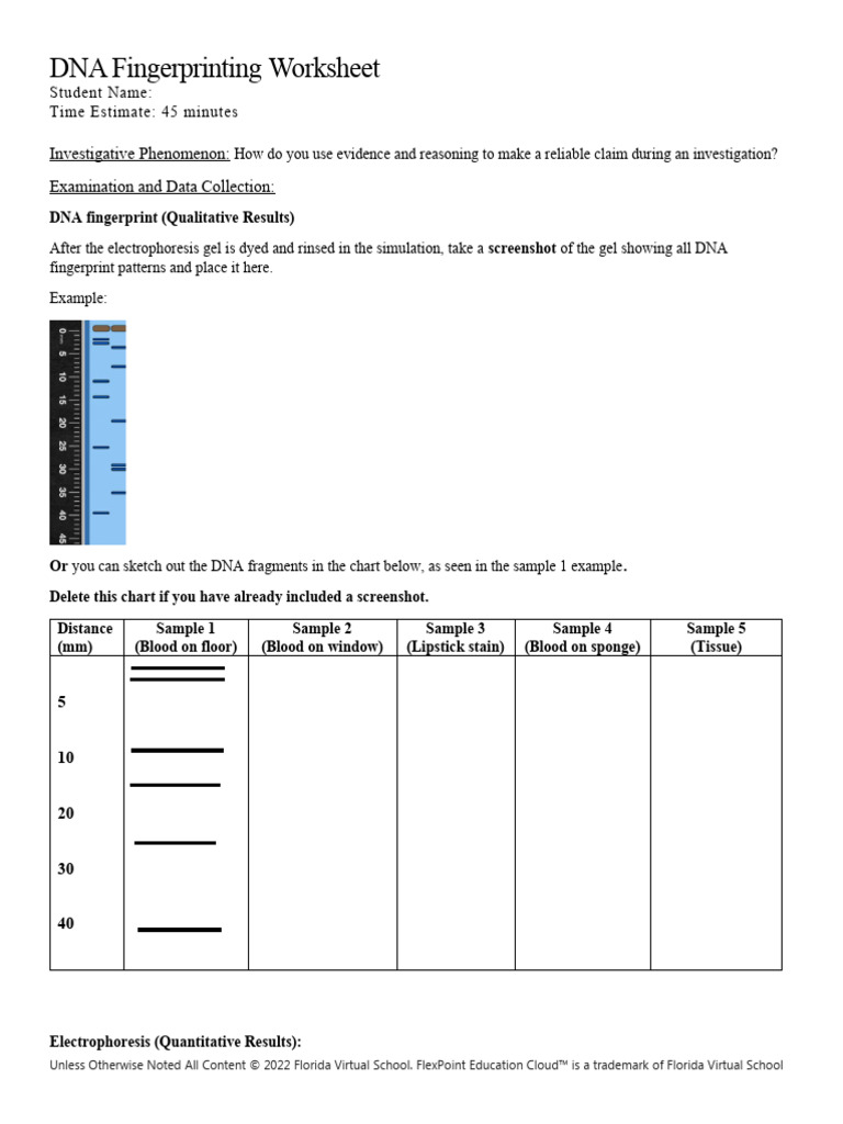 Dna Fingerprinting Worksheet | PDF | Gel Electrophoresis | Dna Profiling