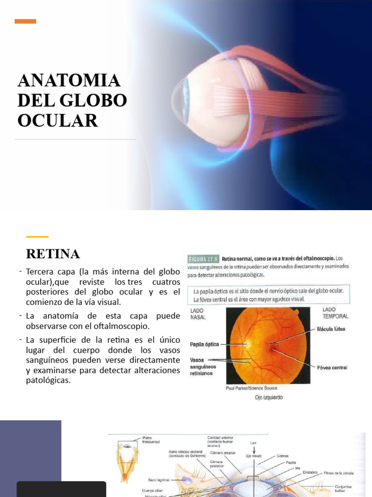 Anatomia Del Globo Ocular | PDF | Ojo humano | Percepción visual