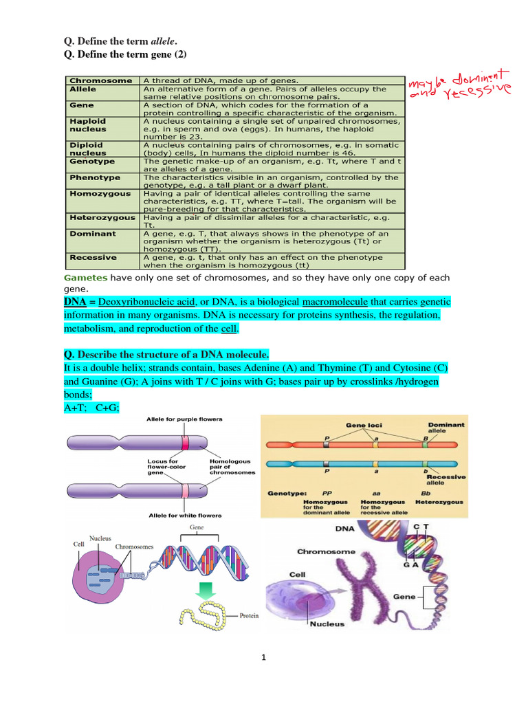 Genetics | PDF | Dominance (Genetics) | Genotype