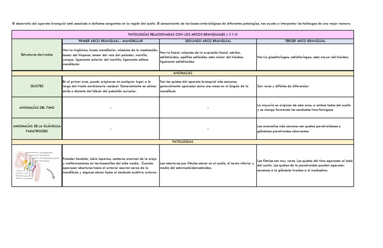 Arcos Branquiales | PDF | Anatomía humana | Cabeza y cuello humanos