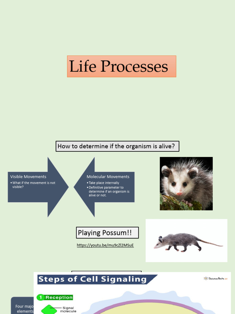 Life Processes Digestion Pdf Stomach Respiratory System