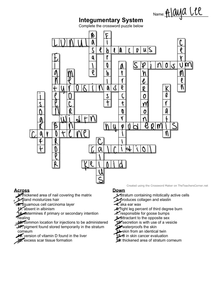 Integumentary System Crossword Puzzle | PDF