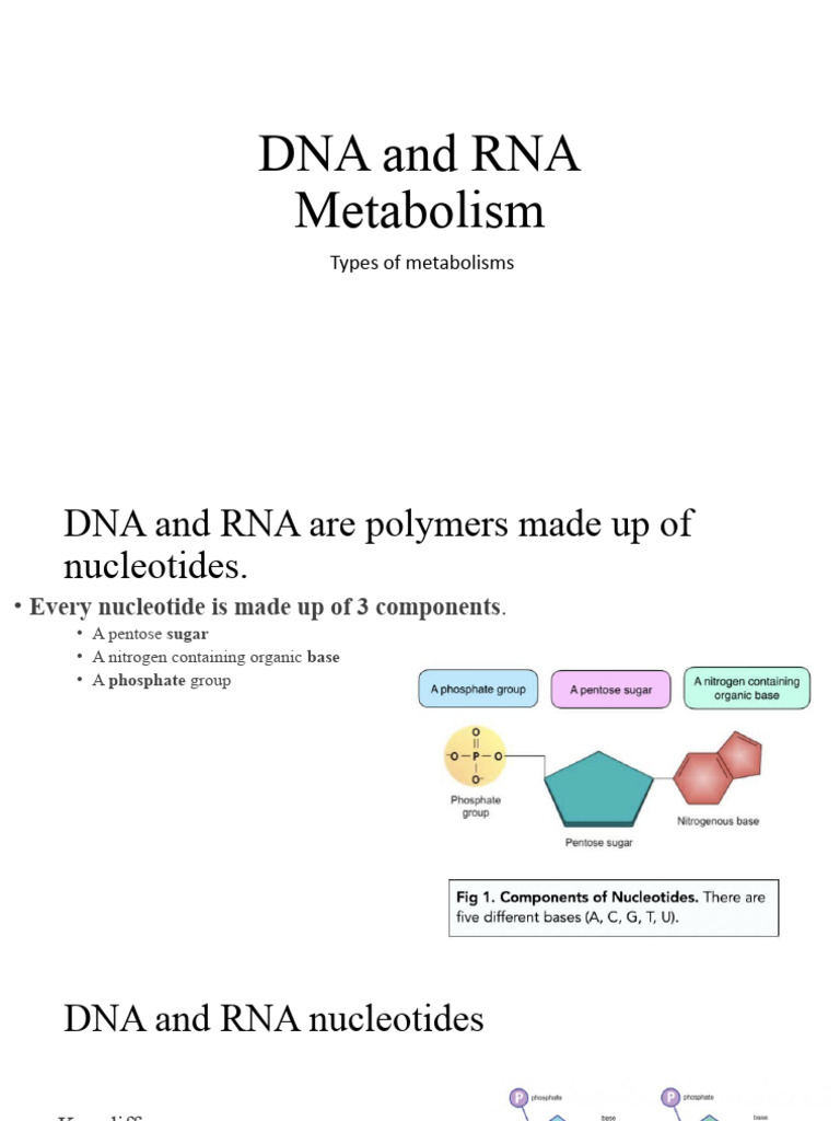 DNA and RNA Metabolism | PDF | Nucleotides | Metabolism