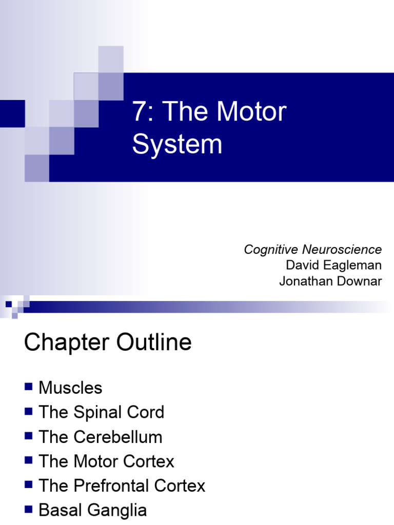 The Motor System | PDF | Cerebellum | Basal Ganglia
