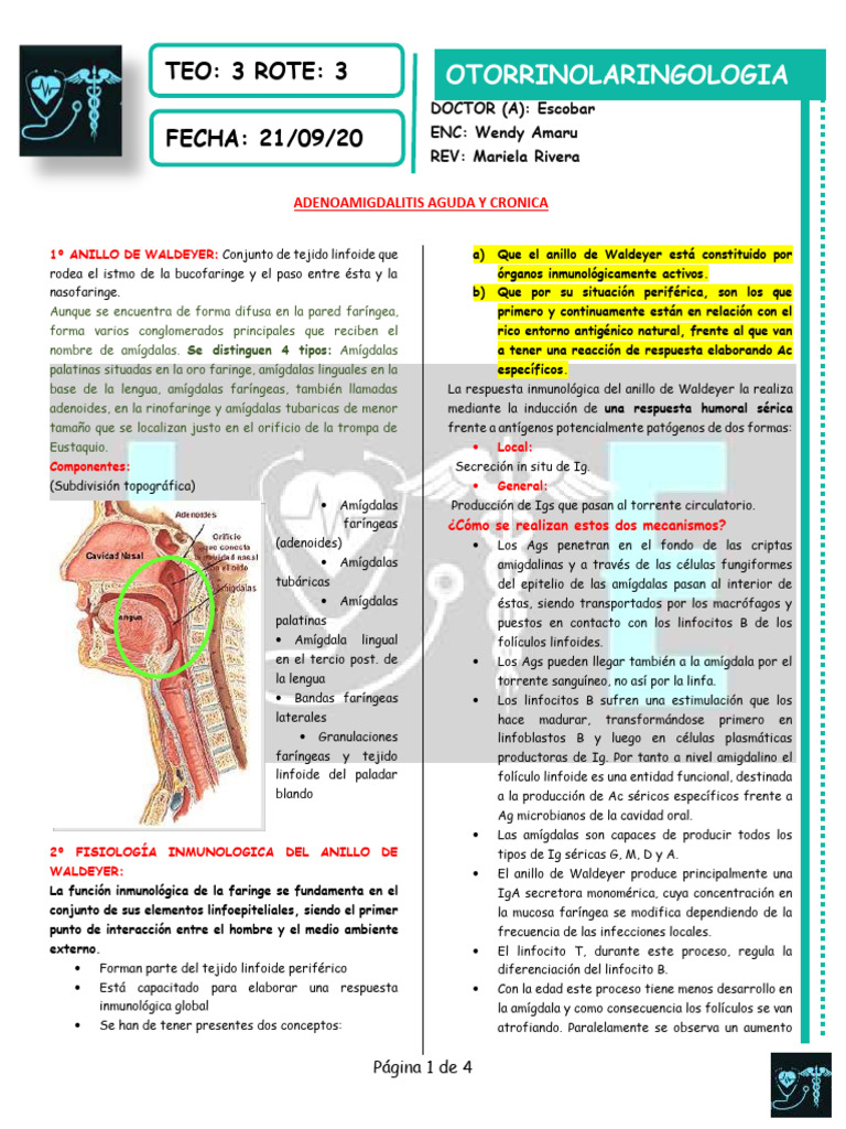 3 - Adenoamigdalitis - DR Escobar | PDF | Linfocitos | Sistema inmune