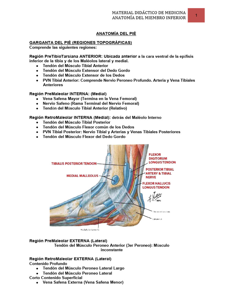 Anatomía del Pie y Tobillo | PDF | Pie | Dedo del pie