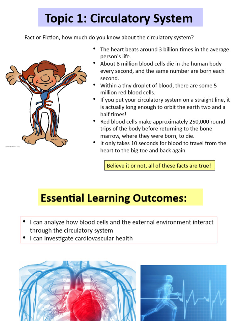 Topic 1 The Circulatory System 2015 | PDF | Heart | Heart Valve