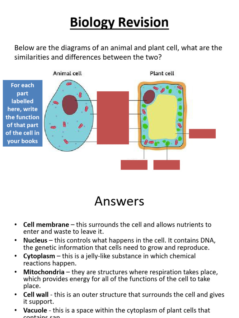 Biology Y7 Revision | PDF | Cell (Biology) | Biology