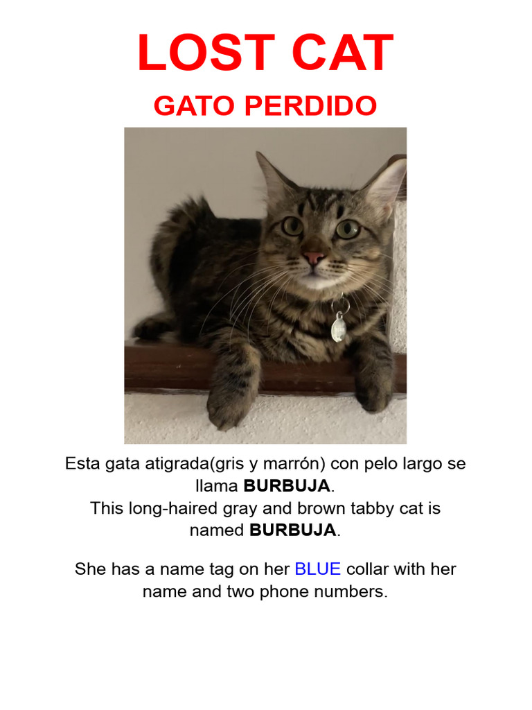 Gato Perdido | PDF