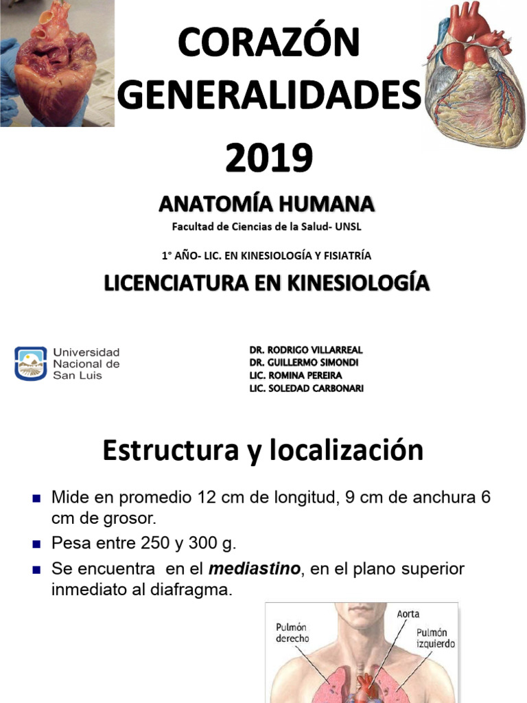 Generalidades Corazon - Anatomia | PDF | Corazón | Ventrículo (corazón)