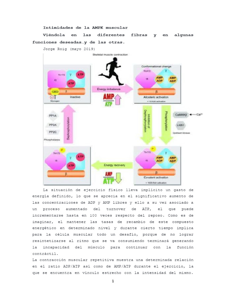 Roig, Jorge - Intimidades de La AMPK Muscular | PDF | Proteínas | Trifosfato de adenosina
