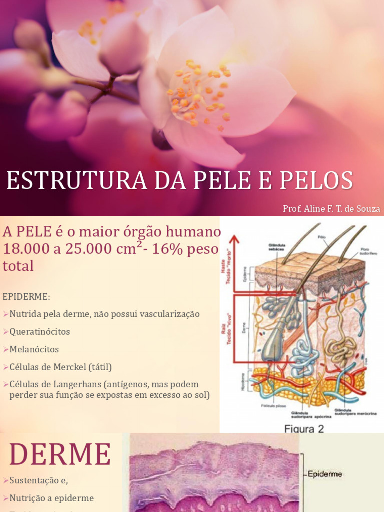 Estrutura Da Pele E Pelos Pdf