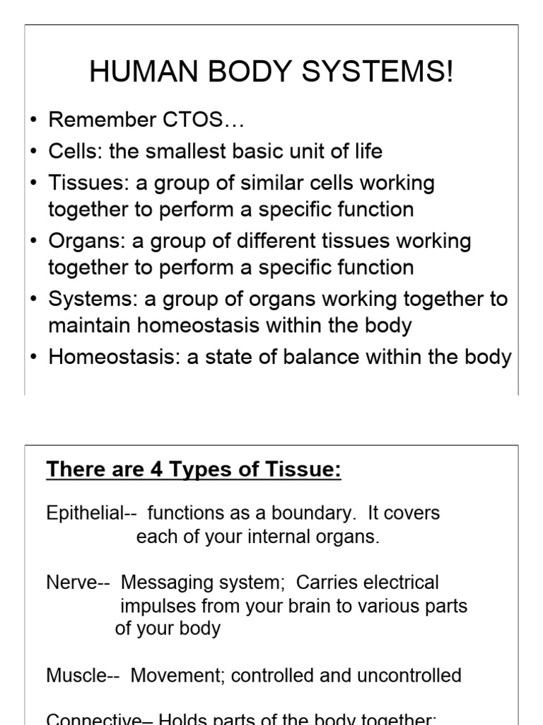 Skeletal System Overview and Functions | PDF | Skeleton | Bone
