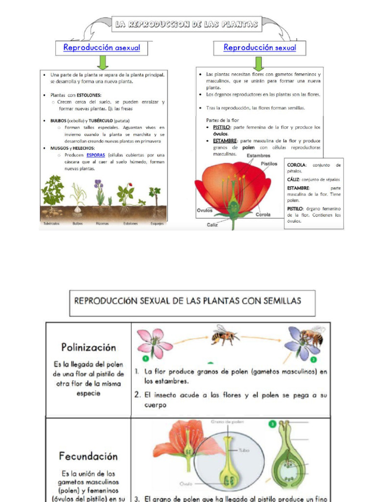 Resumen Reproduccion de Las Plantas Sexual y Asexual | PDF
