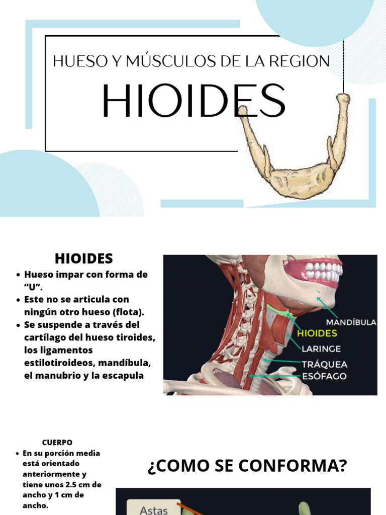 HIOIDES | PDF | Laringe | Anatomía humana