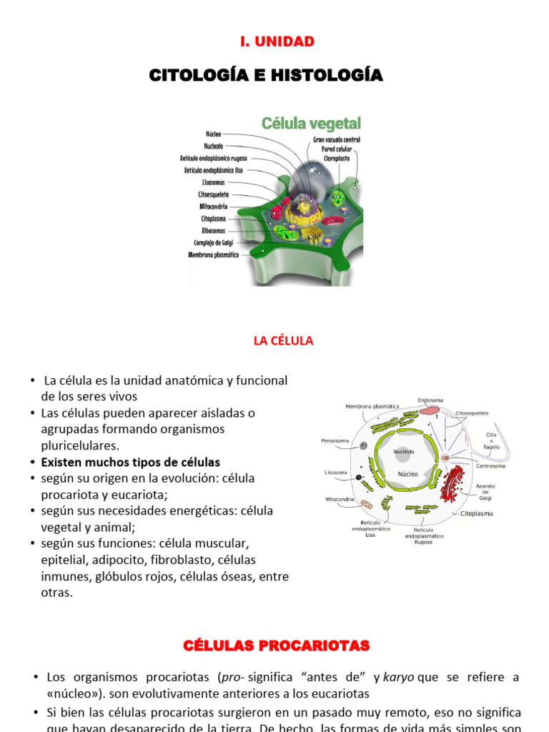 Citologia y Istologia | PDF | Biología Celular) | Citoplasma