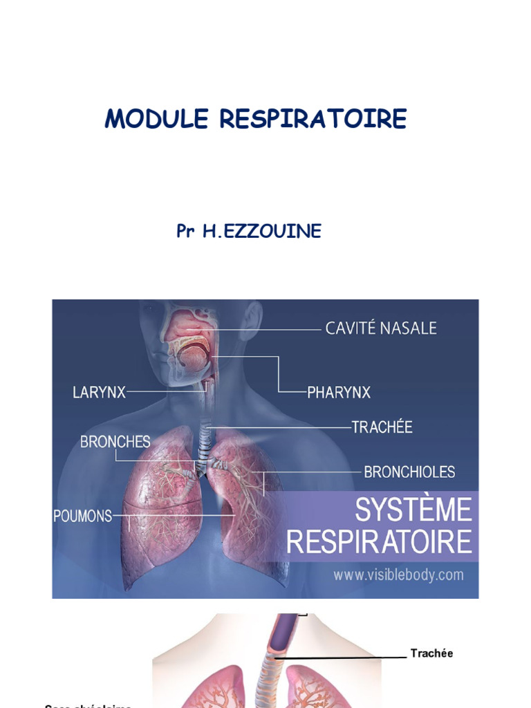 Fonctionnement de l'appareil respiratoire | PDF | Respiration | Système ...