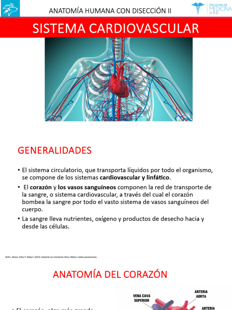 Anatomía y Función del Sistema Cardiovascular | PDF | Sistema ...