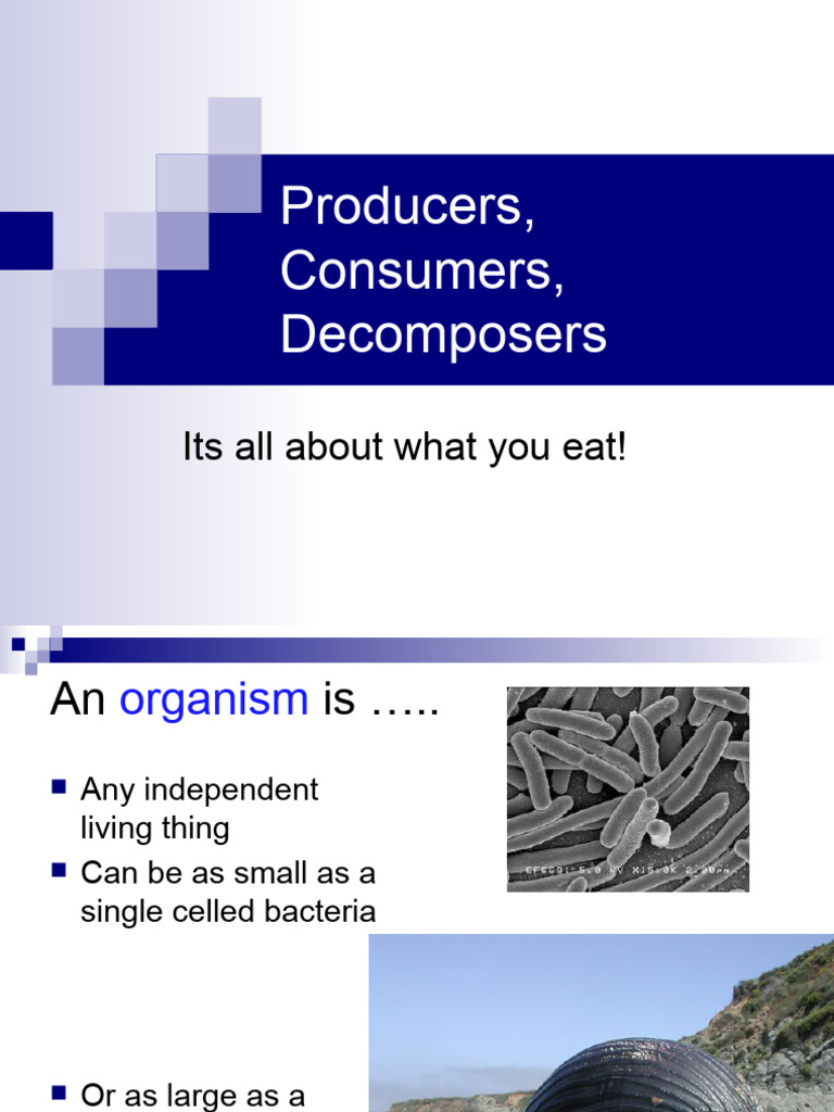 Producers Consumers Decomposer | PDF | Herbivore | Organisms
