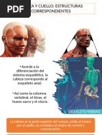 1 Region Superciliar | PDF | Cráneo | Anatomía humana
