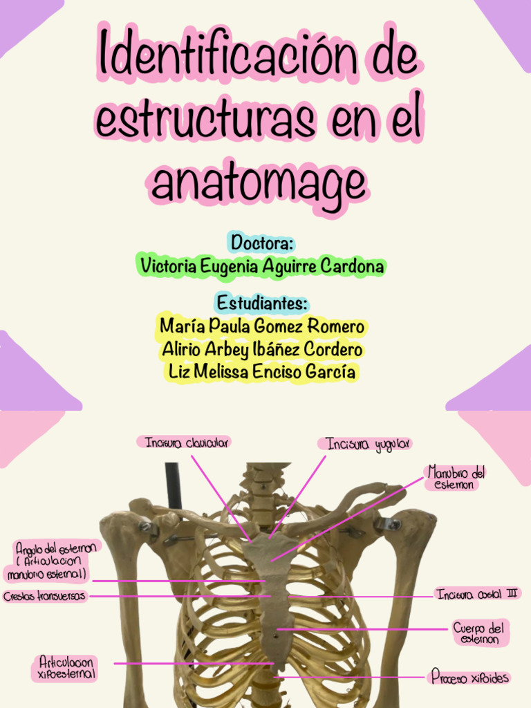 Estructuras del Esternón y Columna Vertebral | PDF | Vértebra | La ...