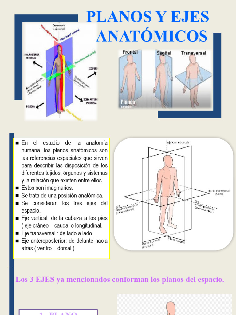Semana 6 | PDF | Términos anatómicos de ubicación | Anatomía