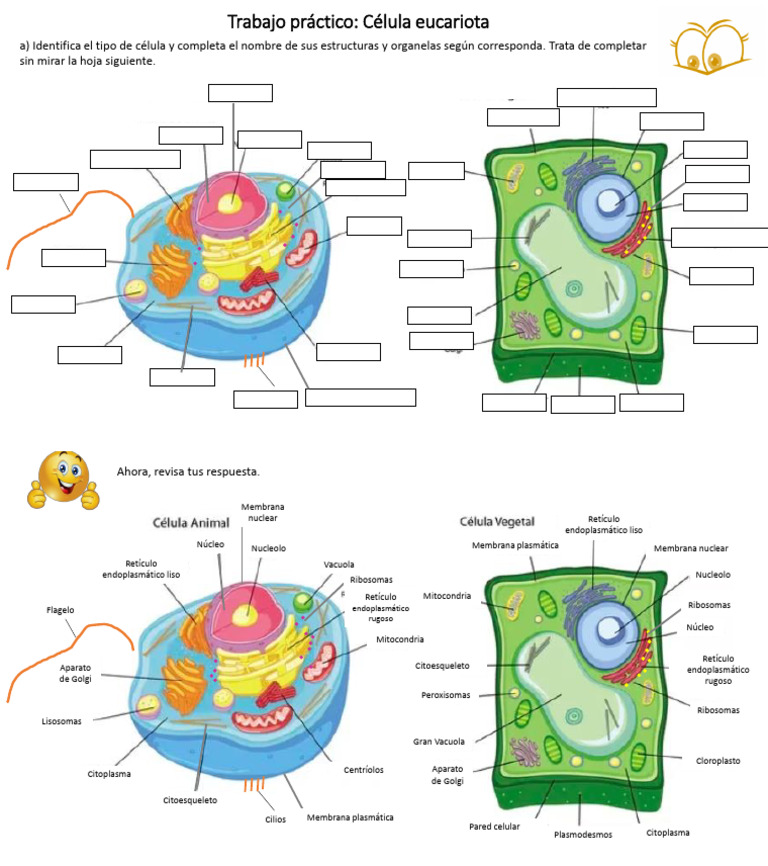 Celula Animal y Vegetal (Classroom) | PDF | Citoplasma | Microscopía