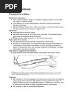 Exploración Clínica de la Rodilla | PDF | Rodilla | Anatomía humana