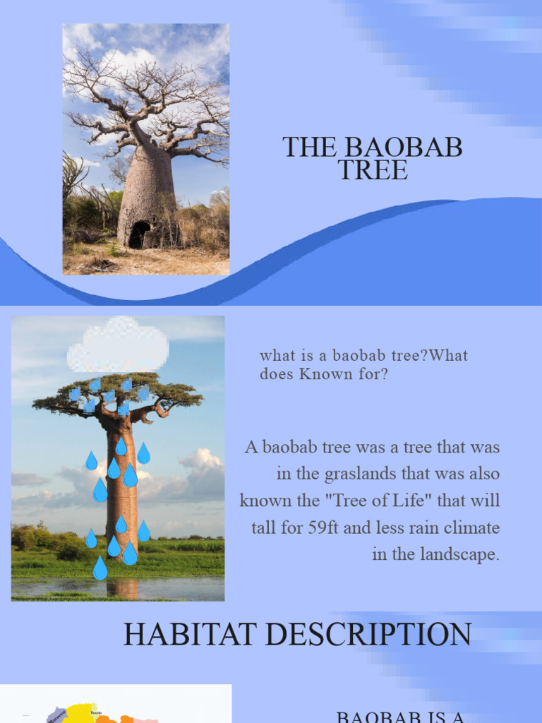Baobab Tree | PDF