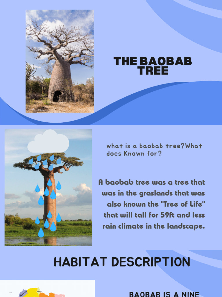 Baobab Tree | PDF | Wellness | Science & Mathematics