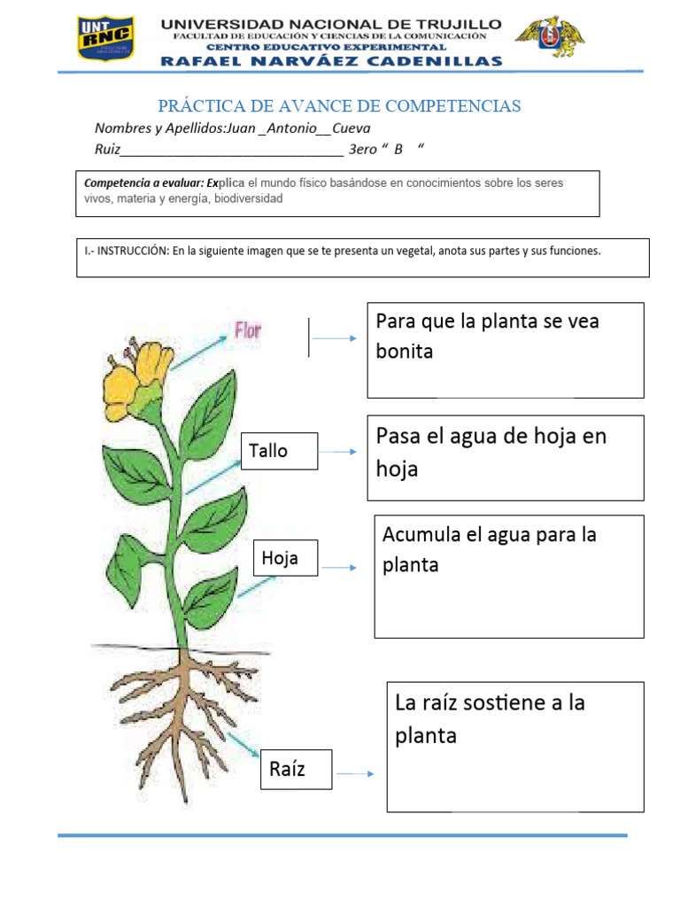 EXAMEN DE CIENCIA IV UNIDAD | PDF | Plantas | Hoja