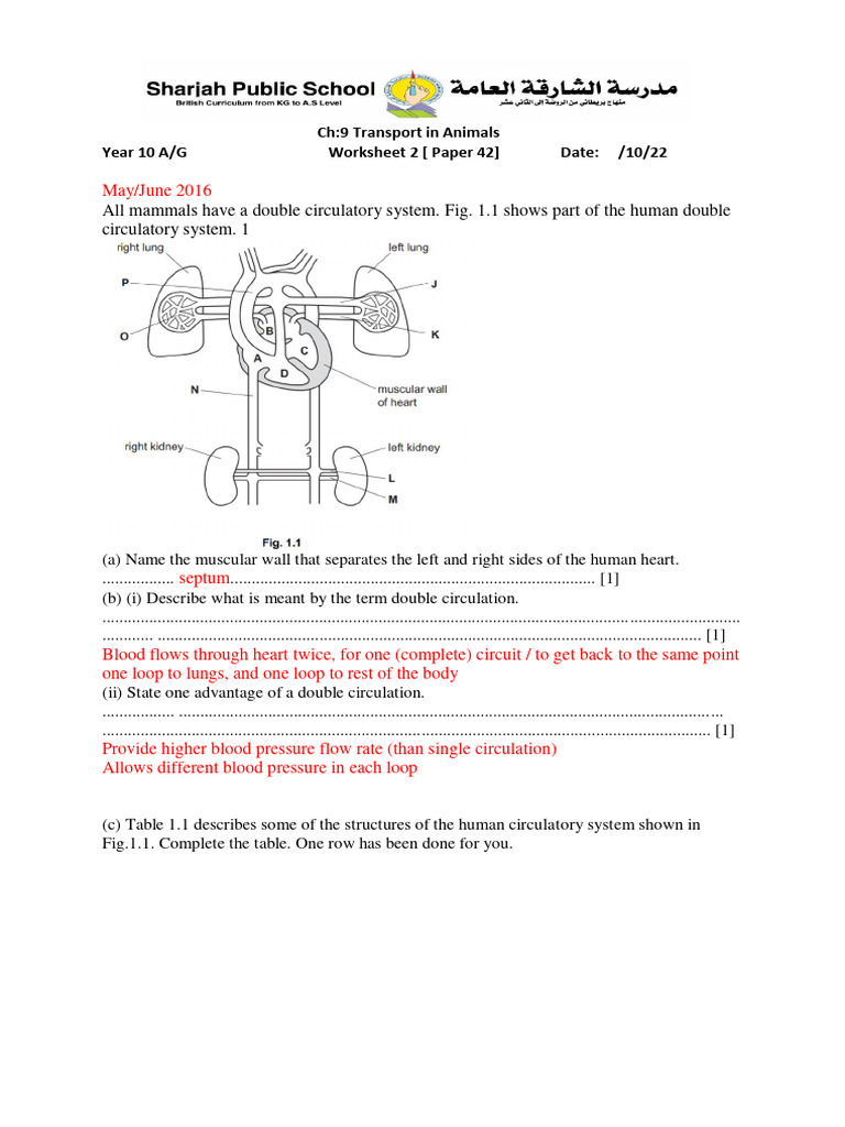 CH 9 Transport in Animals Worksheet 2 Answer Key | PDF | Heart | Atrium ...