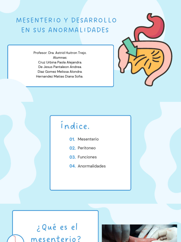 Exposición Mesenterio | PDF | Abdomen | Tracto gastrointestinal