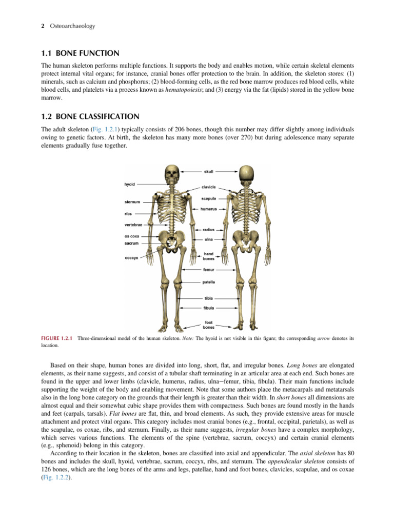 1.1 Bone Function: 2 Osteoarchaeology | PDF | Osteoblast | Bone
