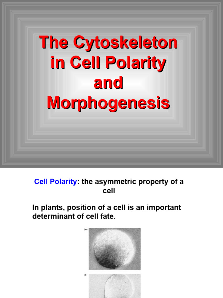 Lecture 4-Cell Polarity | PDF | Actin | Microtubule