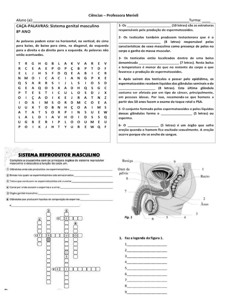 Atividade Sistema Genital Feminino e Masculino | PDF